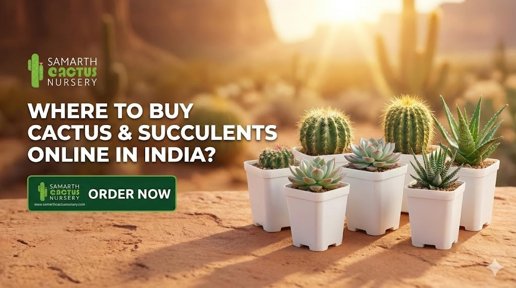 Buy Cactus & Succulents Online in India 2026 | Best Prices, Rare ...