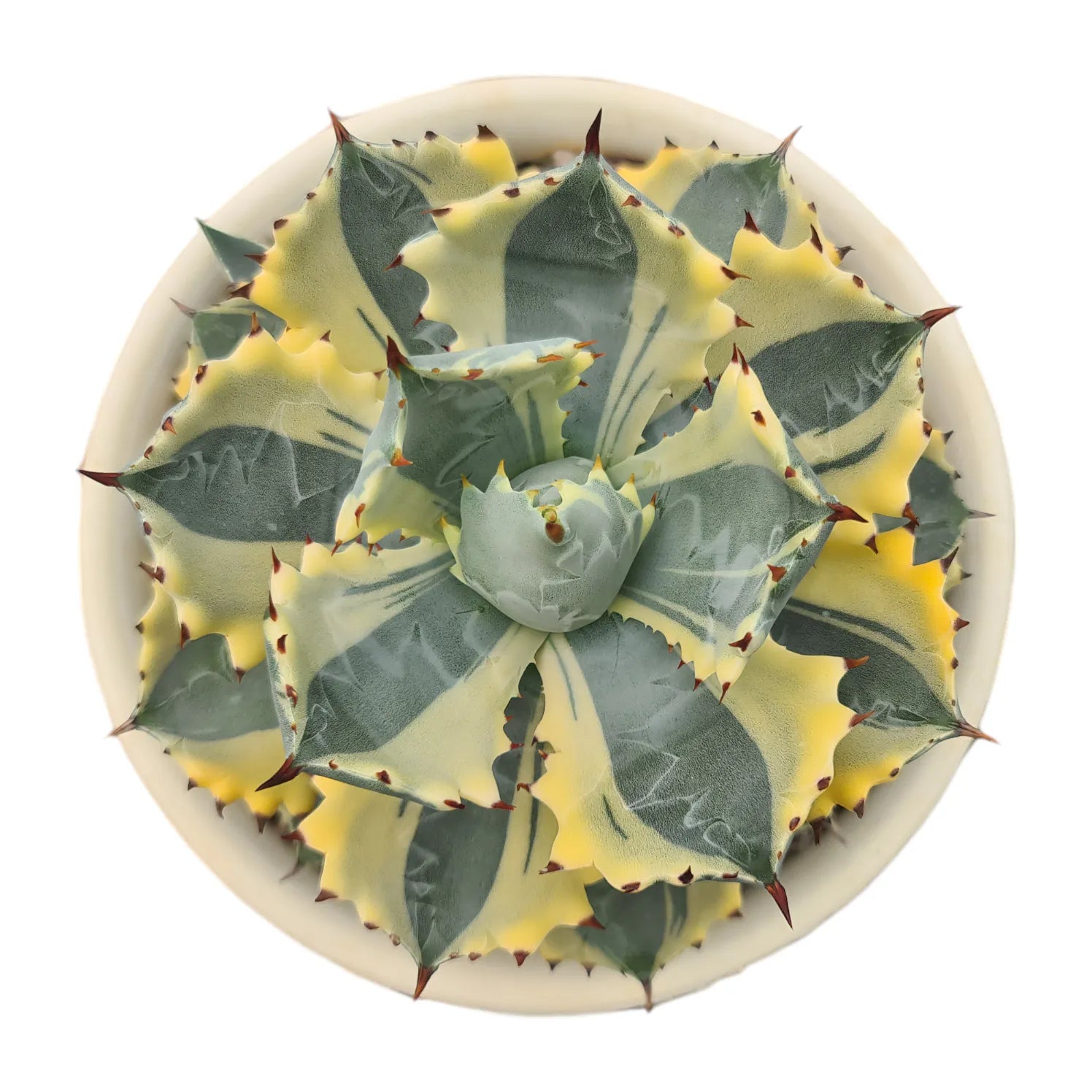 Agave varieties – Samarth Cactus Nursery