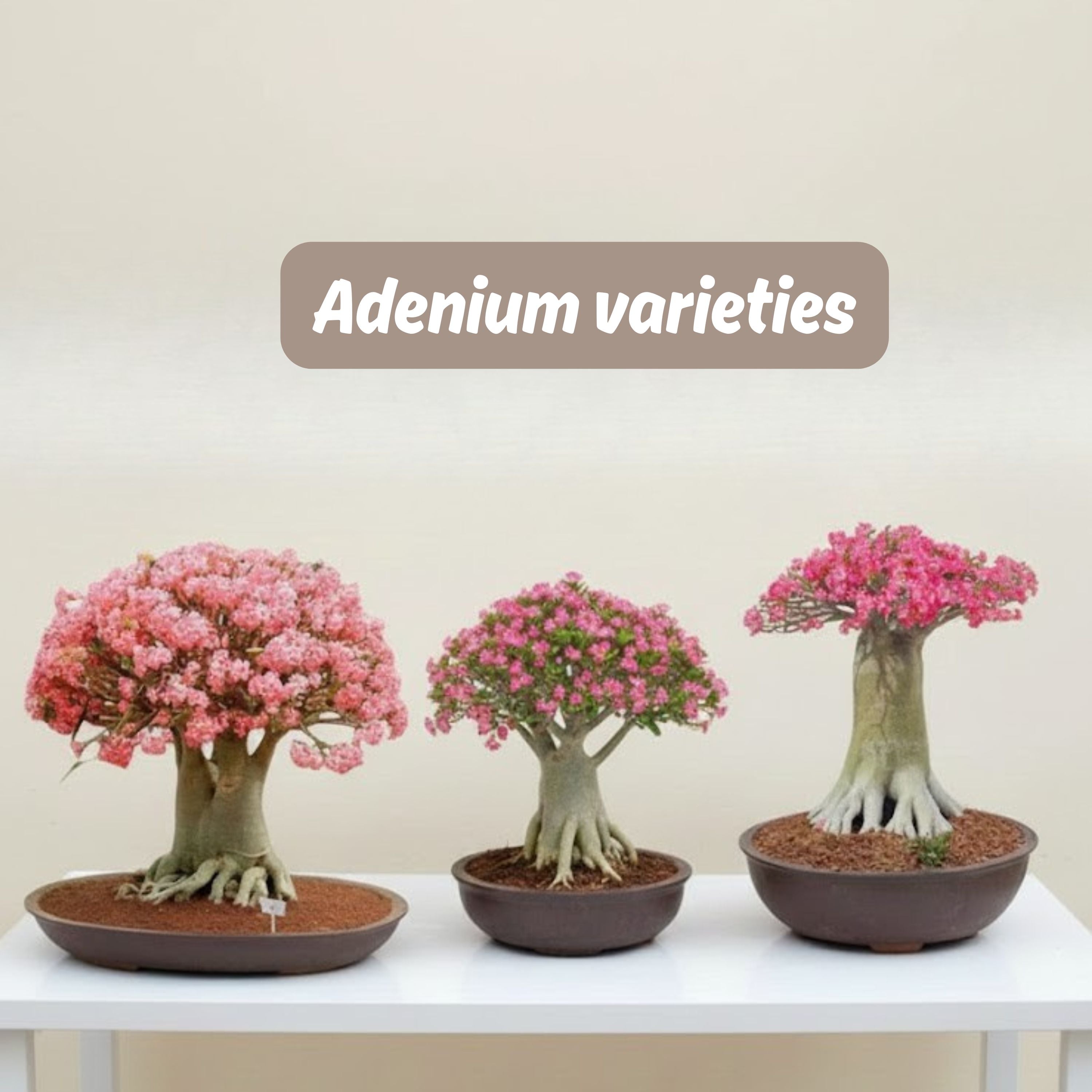 Adenium varieties – Samarth Cactus Nursery
