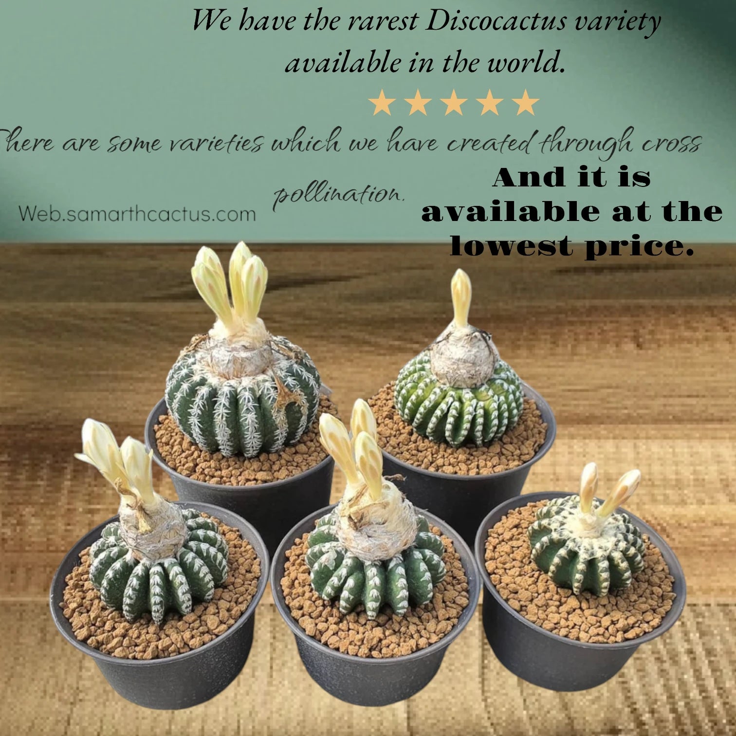 Discocactus varieties – Samarth Cactus Nursery