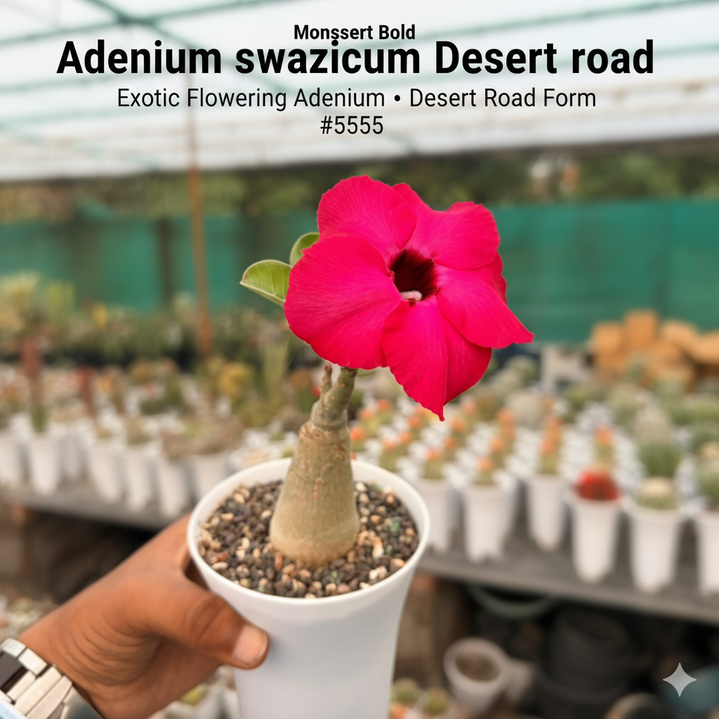 Adenium Swazicum Desert Rose Rare Caudex Plant – Samarth Cactus Nursery