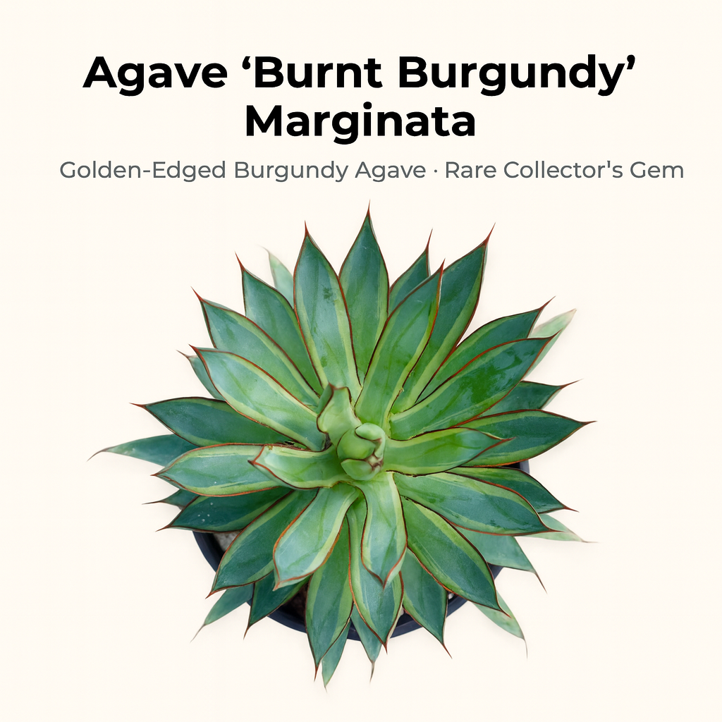 Agave Burnt Burgundy Marginata Variegated Rare Succulent Plant ...