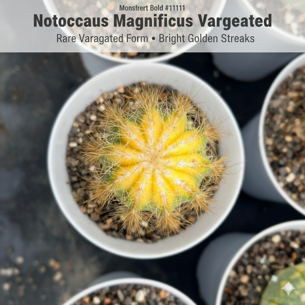 Notocactus Magnificus Variegated – Rare Variegated Cactus – Samarth ...