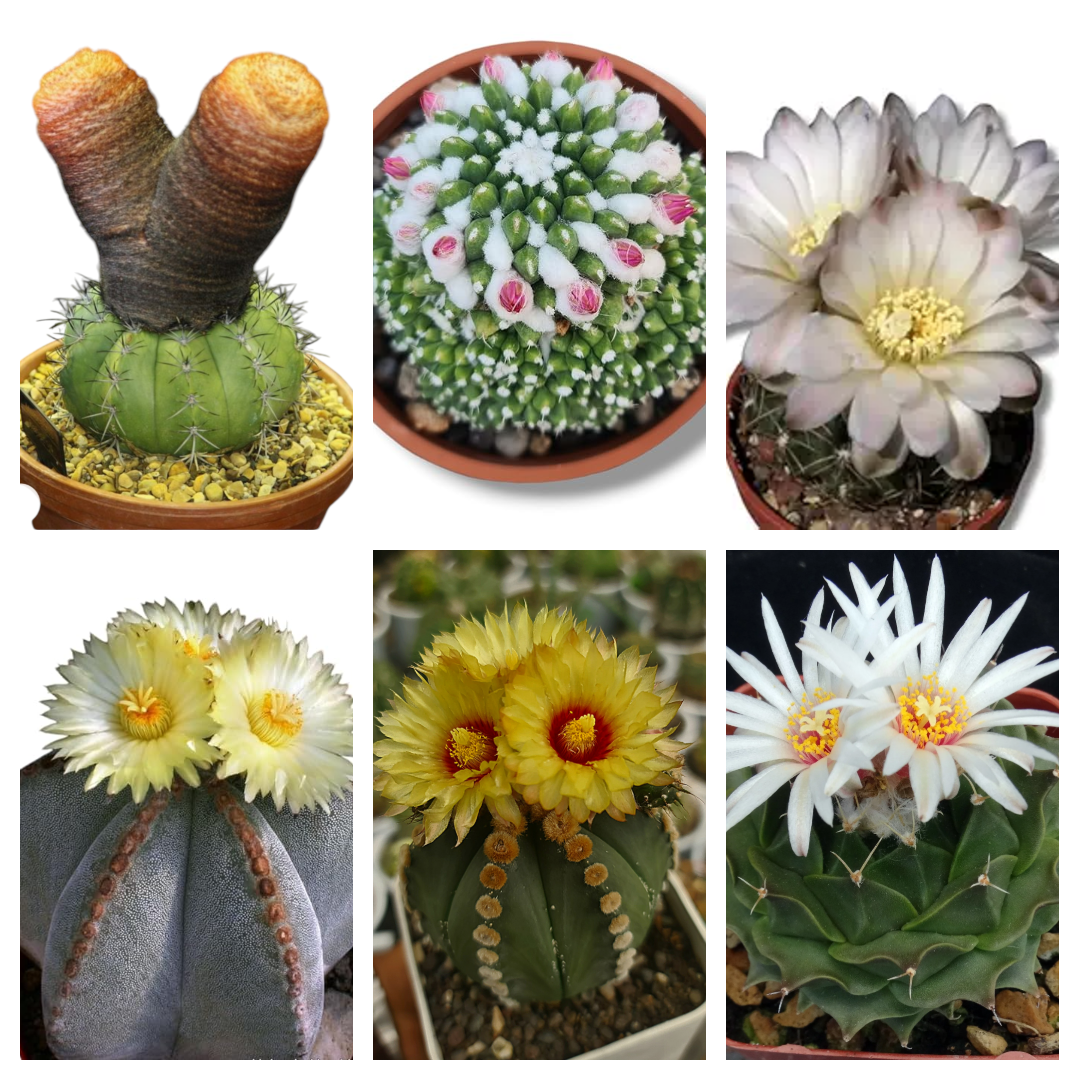 Combo of 6 Different Exotic cactus varieties – Samarth Cactus Nursery